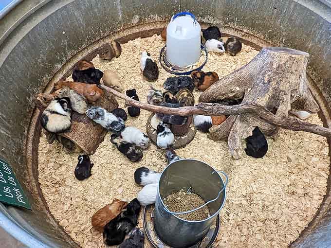 Fuzzy multiplication at its finest! These guinea pigs have clearly not heard about Missouri's housing shortage as they crowd around their community dining table.