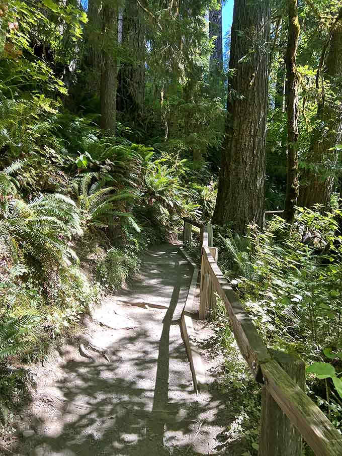 These boardwalk trails keep your feet dry while you wander through what feels like Middle Earth.