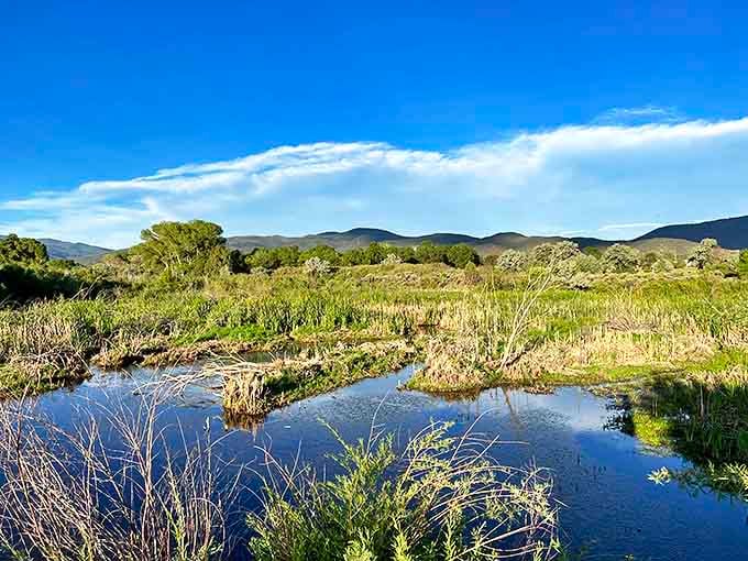 Fred Baca Park's wetlands prove that in the high desert, water creates magic &ndash; a serene oasis where birds find sanctuary and humans find perspective.