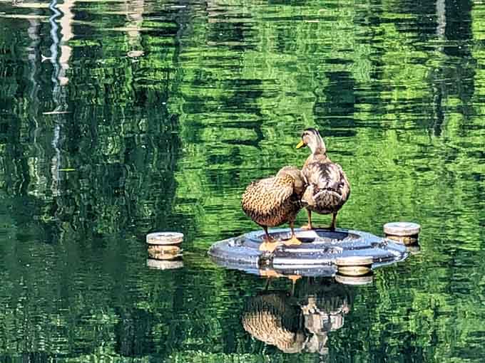 These mallard ducks have claimed their floating throne, living their best life while you walk circles around the lake.