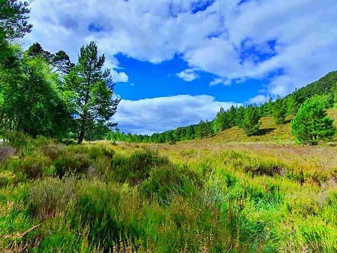 Open meadows remind you that Oregon's beauty isn't just about the trees, though they certainly steal the show.