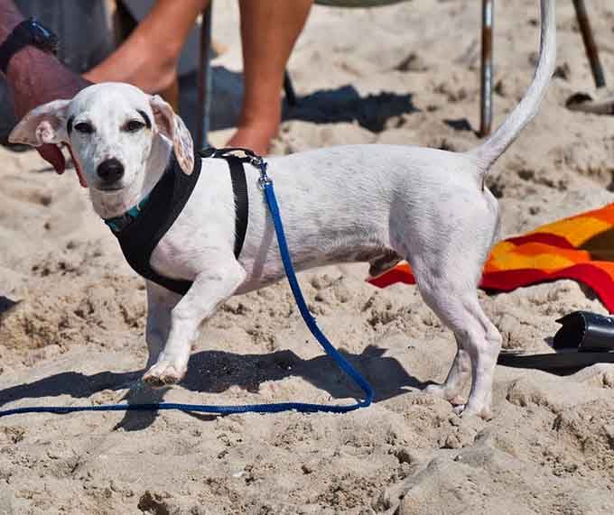 Even the dogs know this beach is special, and they're notoriously hard to impress.