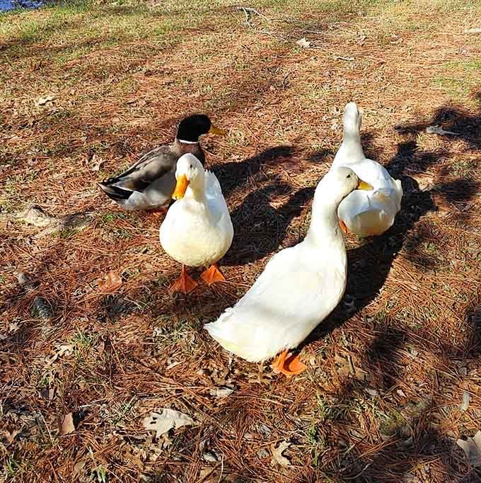 The resident ducks waddle around like they own the place, because honestly, they kind of do here.