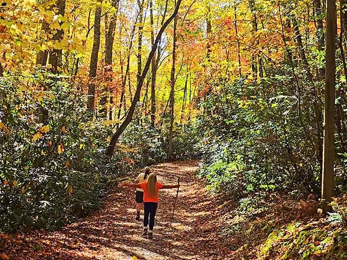 Fall colors turn every trail into a golden tunnel where the only traffic jam involves deciding which photo to take first.