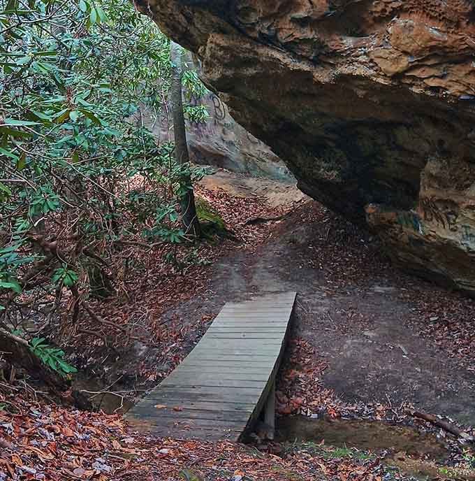 Wooden walkways guide you through the forest like nature's own red carpet, just with better scenery.