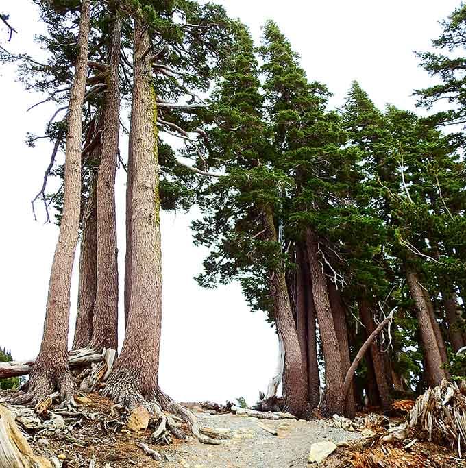 These hardy conifers cling to volcanic slopes, proving that life finds a way even in the harshest conditions.