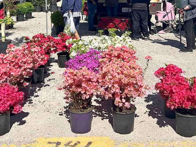 Nature's color palette on full display as vibrant azaleas and flowering plants await new garden homes and porch makeovers.