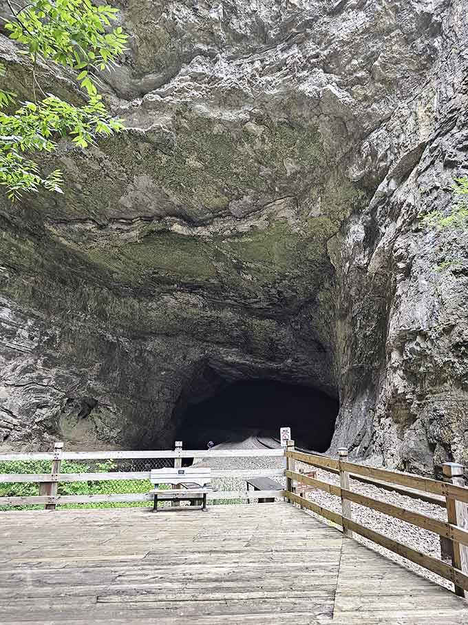 The viewing platform offers front-row seats to one of Virginia's most underrated natural spectacles.