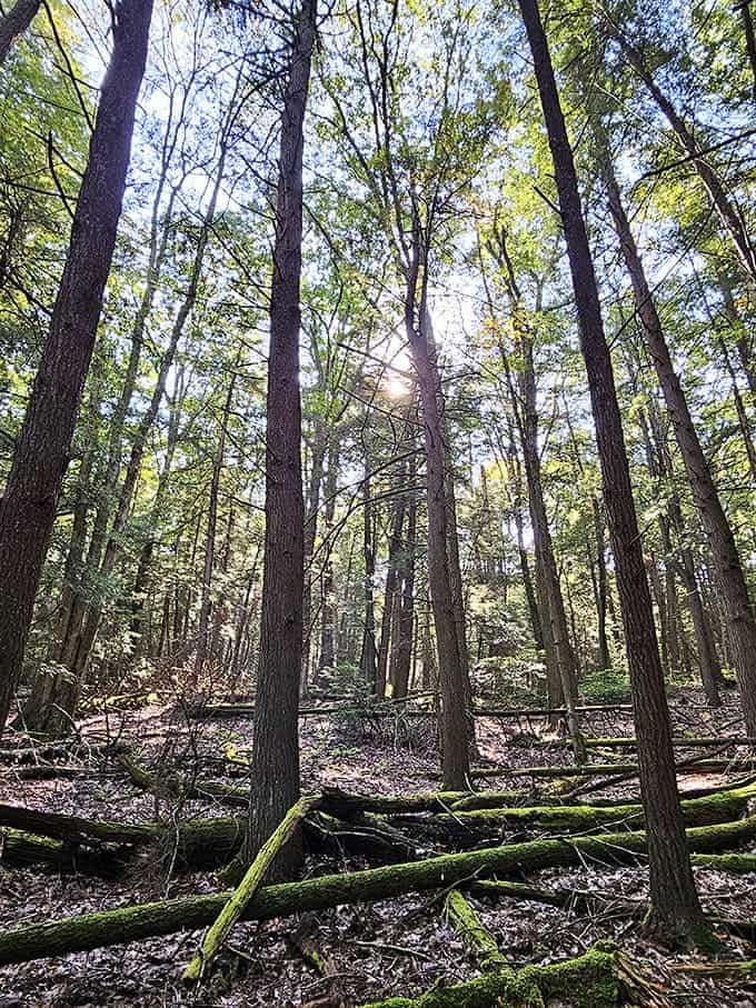 Sunlight filtering through towering trees like nature's own cathedral, proving Maryland does mountains better than anyone expected.