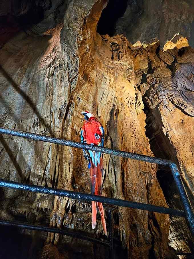 This colorful resident adds a tropical touch to the underground experience at the rock shop.