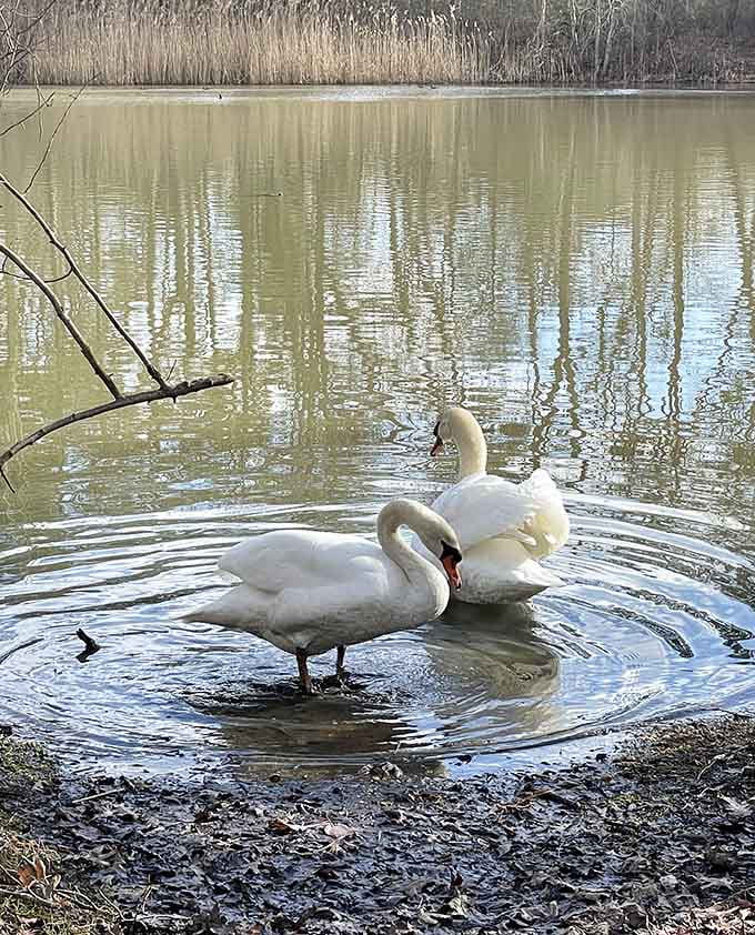 Even the swans know this is prime real estate, gracefully claiming their corner of paradise.