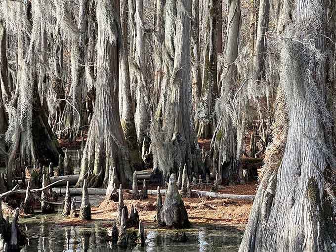 The cypress swamp where Spanish moss hangs like nature's curtains, creating the world's most atmospheric outdoor cathedral you'll ever visit.