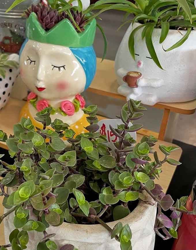 Whimsical planters with personality, because your succulents deserve to live in style and sass.