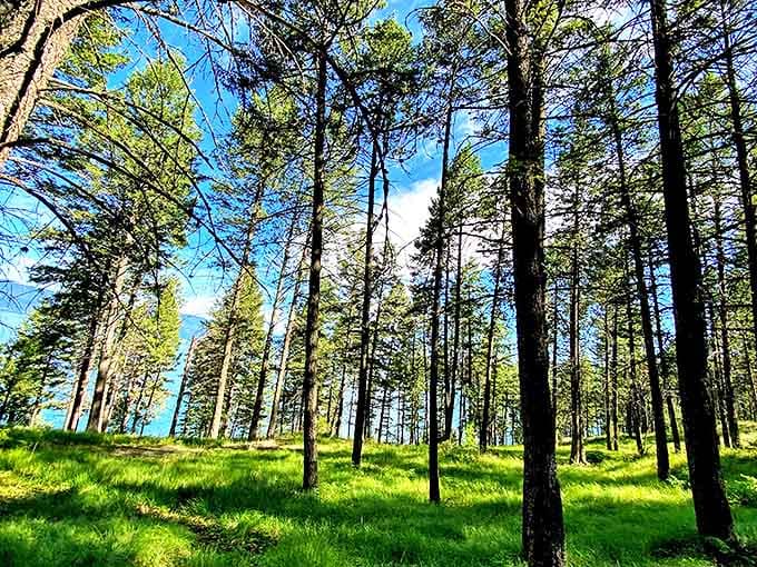 Ponderosa pines stand like nature's cathedral columns, filtering sunlight into a dappled masterpiece on the forest floor below.