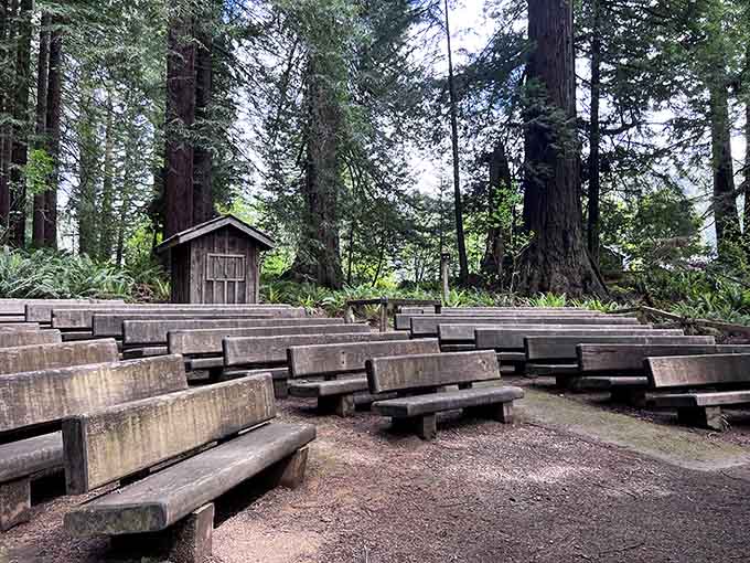 An outdoor amphitheater surrounded by redwoods: where even the trees are part of the captive audience.