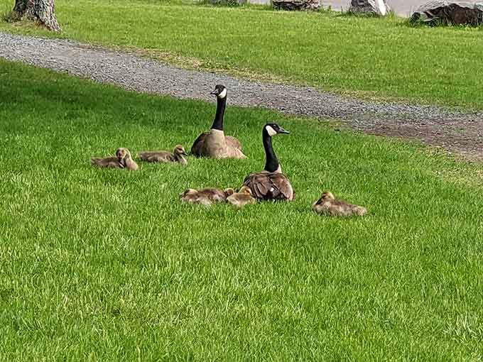 Canada geese families treating the park lawn like their personal country club, goslings included in the membership.