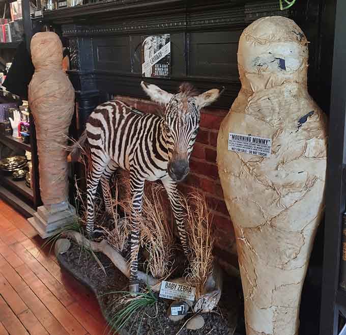 A baby zebra and vintage mummy casually hanging out together, because why should taxidermy and ancient artifacts socialize separately?