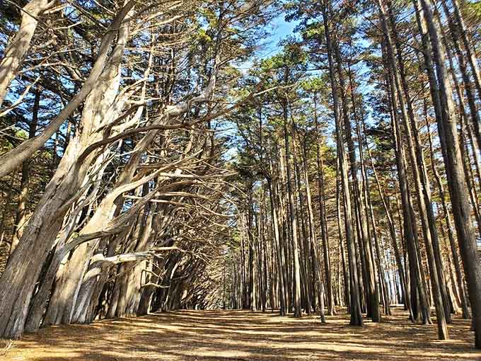The dirt path winds through emerald grass beneath towering sentinels that have weathered more storms than your uncle's fishing stories.