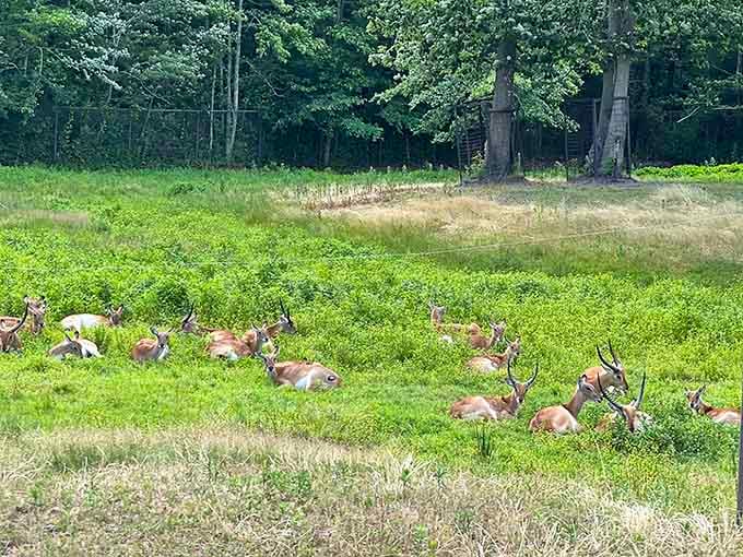 Red lechwe grazing peacefully across the grassland, their russet coats glowing in the afternoon sunlight.