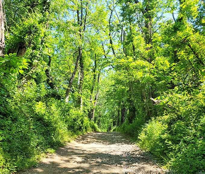 Tree-lined paths that make you feel like you're walking through a living cathedral.