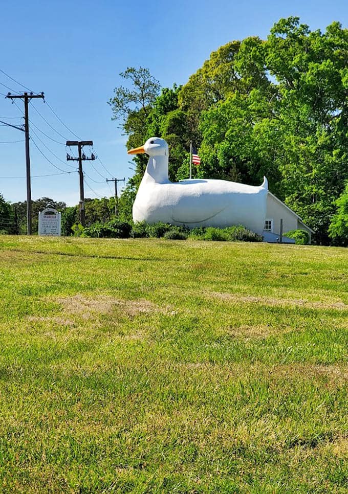 Perched on that hillside like a sentinel, this duck surveys its domain with the confidence of true architectural royalty.