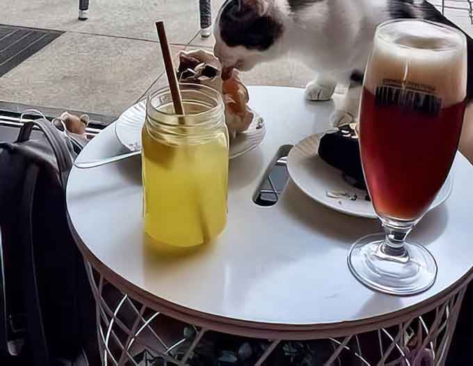 Cats photobombing your beverage choices is standard operating procedure; they're very invested in your hydration decisions.