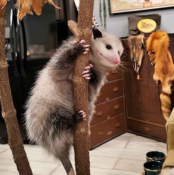 This opossum serves as the museum's unofficial greeter, reminding visitors that nature's oddities extend beyond the insect kingdom beautifully.