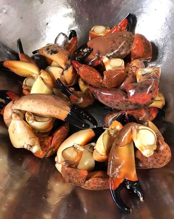 Stone crab claws ready for their close-up, proving that sometimes the best things come in hard-to-crack packages.