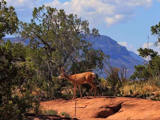 Local residents casually strolling across terrain that would make mountain goats think twice about their life choices.