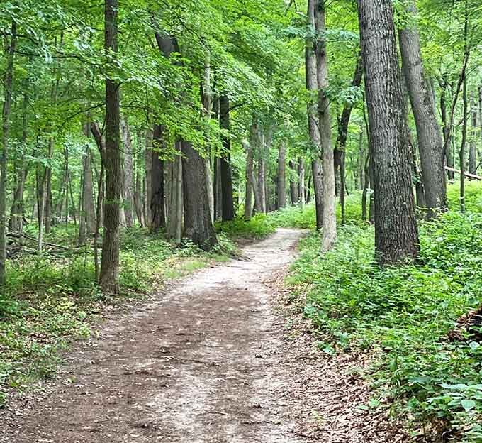 Nature's cathedral of trees creates a dappled-light sanctuary. This trail practically begs you to leave your worries (and cell phone) behind.