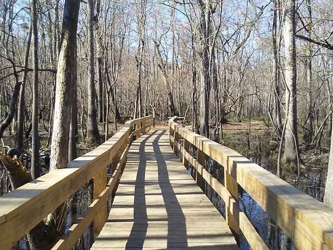 Wooden boardwalks through cypress swamps: nature's way of saying "slow down and actually look around."