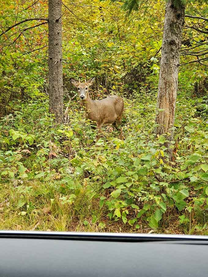 When deer casually pose from your car window, you realize wildlife here has excellent timing.