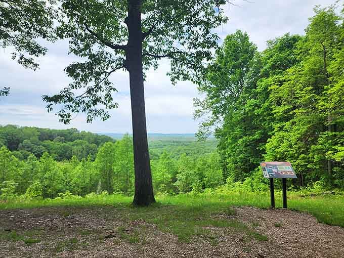Mother Nature's observation deck. This vista point offers the kind of panoramic green therapy that no smartphone screen can replicate.