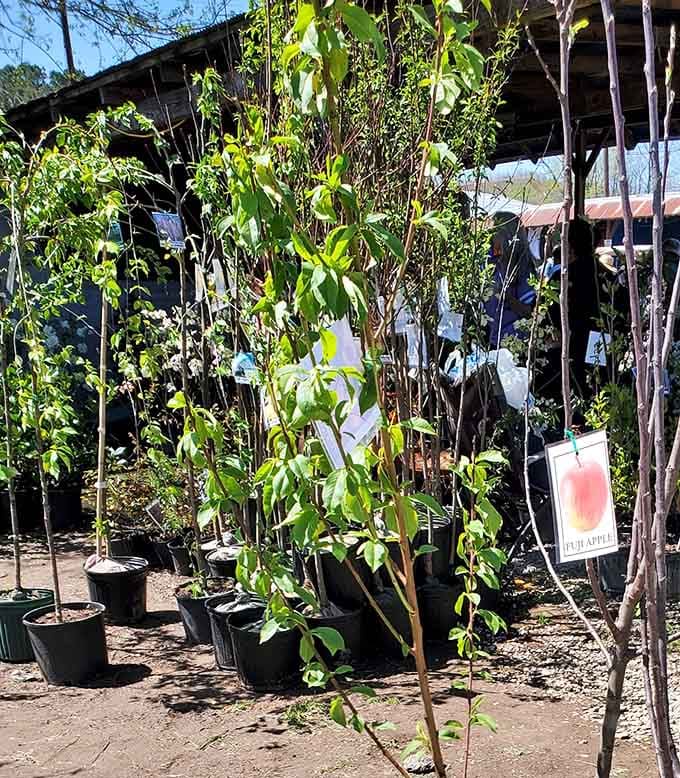 The plant lady's domain offers everything from common houseplants to fruit trees. That fuji apple sapling might be producing pies for your family decades from now.