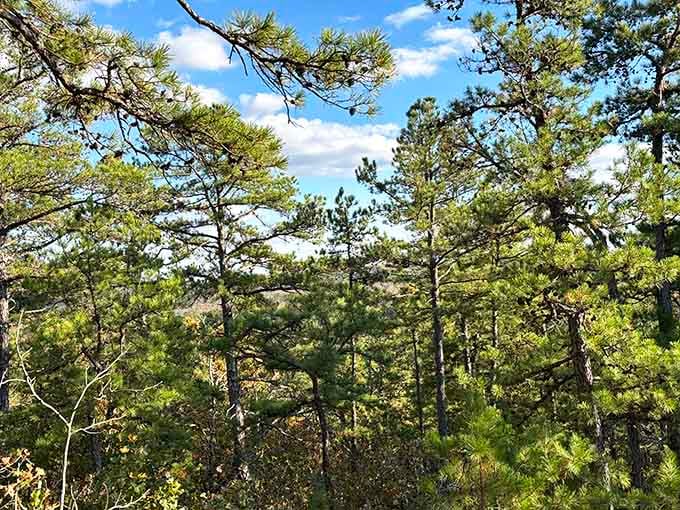 Shortleaf pines reach skyward like nature's cathedral spires. Their gentle swaying whispers secrets older than your grandmother's secret recipe.