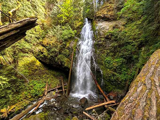 Tucked into a narrow canyon, this powerful stream plunges through fallen logs in a scene straight from a wilderness postcard.