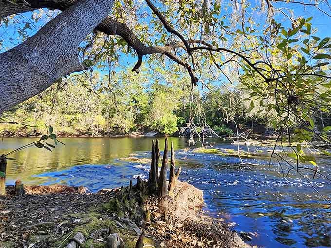 Sunlight dances on rushing water while ancient tree roots grip the shoreline like nature's own anchoring system.