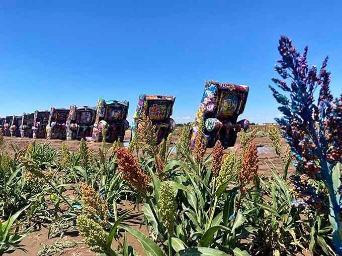 Desert wildflowers frame these graffiti-covered cars, where layers of spray paint tell stories of thousands of creative visitors.