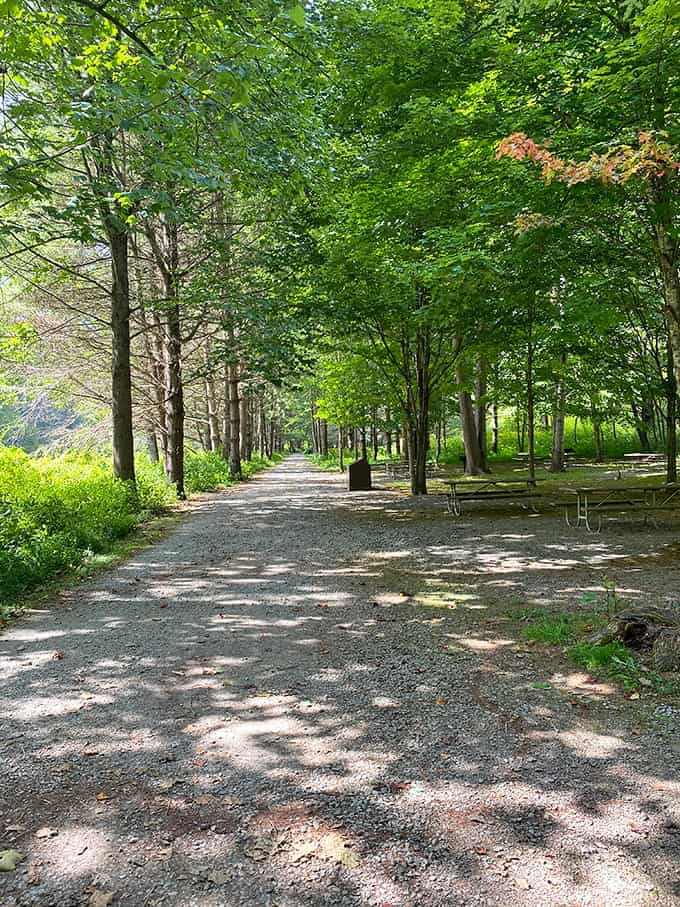 Dappled sunlight creates a natural cathedral along this tree-lined path, where shadows dance like old friends catching up after years.