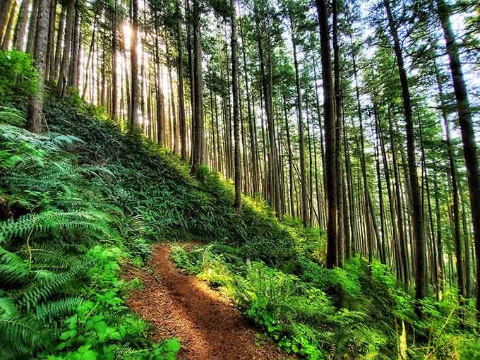 Sunlight filters through towering evergreens along trails that feel like walking through nature's own cathedral space.