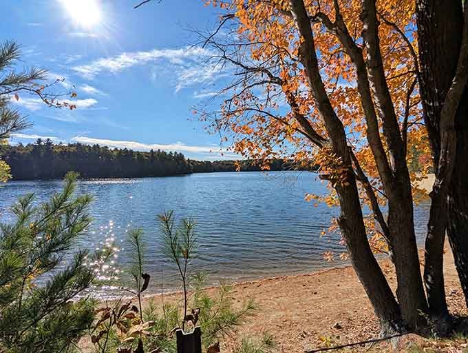 The sandy shore framed by orange-tipped branches creates that perfect spot where forest meets water meets pure contentment.