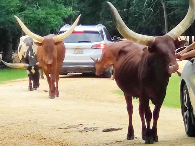 Texas longhorns with impressive headgear that makes you grateful they're friendly and well-fed at mealtime.