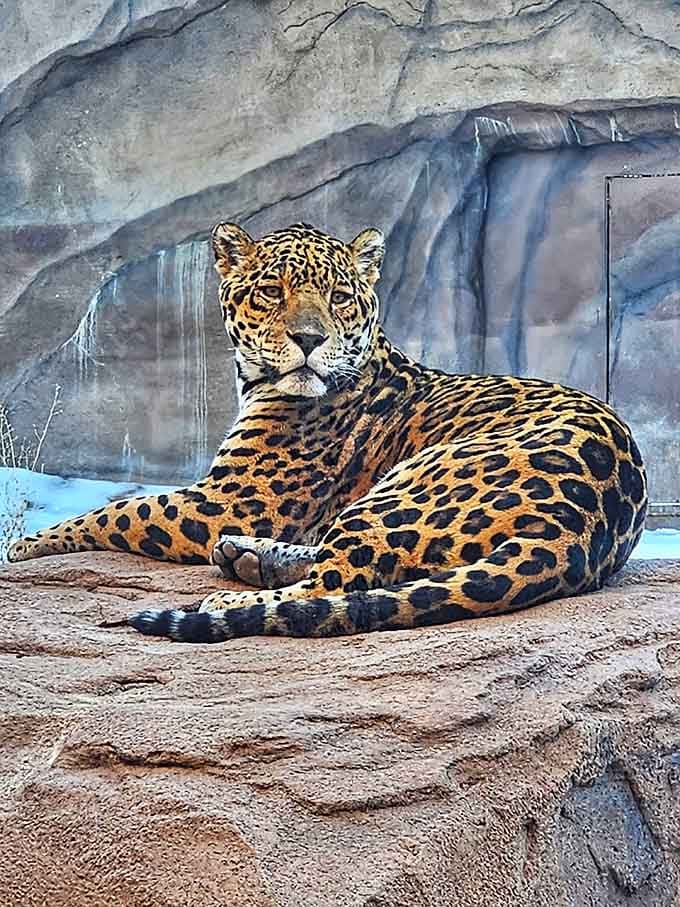 The jaguar lounges with the kind of confidence that comes from being an apex predator with excellent bone structure.
