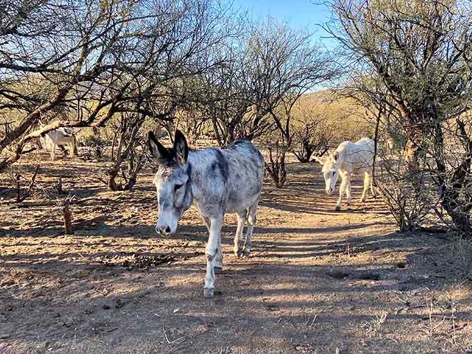 These rescued donkeys found their forever home in Benson, just like many budget-conscious retirees have done.