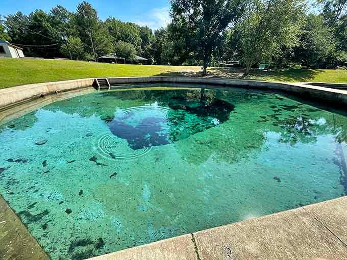 The spring pool where nature's filtration system keeps everything pristine without a single chemical in sight.
