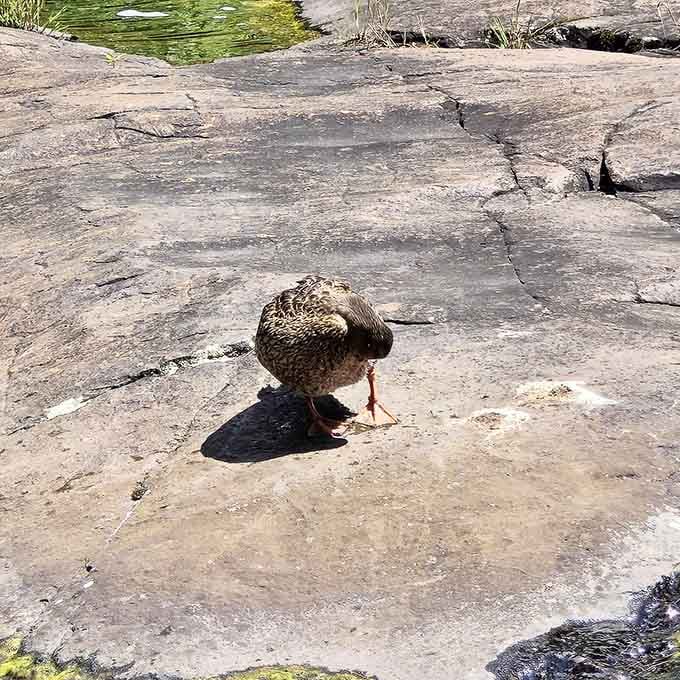 This little visitor knows a good photo op when it sees one, striking a pose on ancient bedrock.