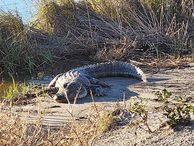 Local resident sunbathing on the trail, reminding visitors why maintaining a respectful distance is always wise.