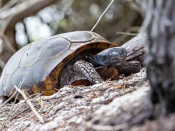 A gopher tortoise taking a leisurely stroll, because even wildlife appreciates this otherworldly beach scenery.