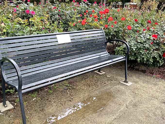 A peaceful bench waiting for someone to sit and pretend they're in a Jane Austen novel.