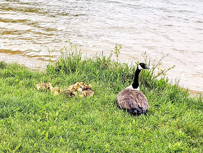 Golden hour by the lake where even that old bench looks like fine art.